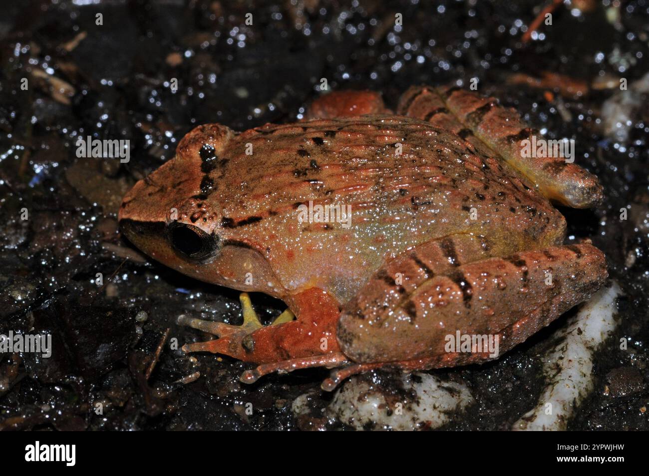 Rhinoceros Frog (Limnonectes plicatellus Stock Photo - Alamy