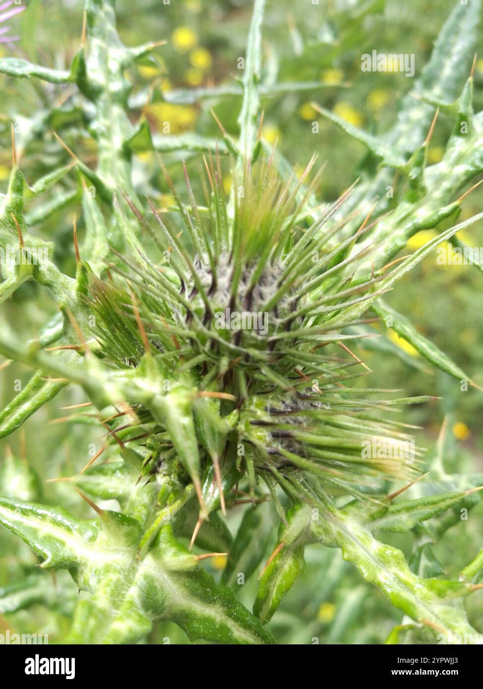 Boar Thistle (Galactites tomentosus Stock Photo - Alamy