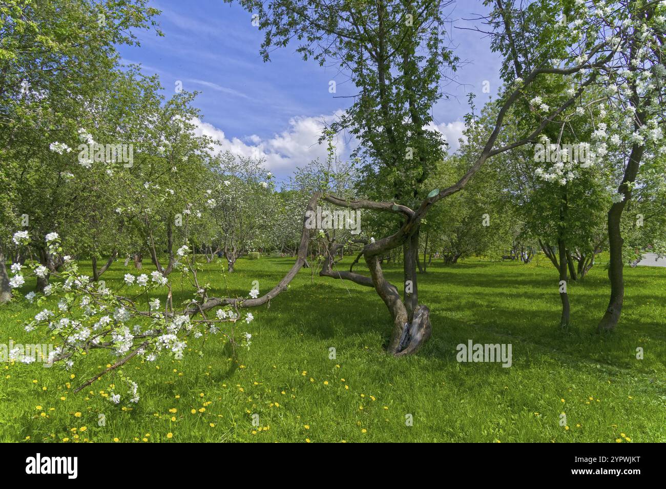 A blooming old apple tree with a bizarrely curved and twisted trunk ...