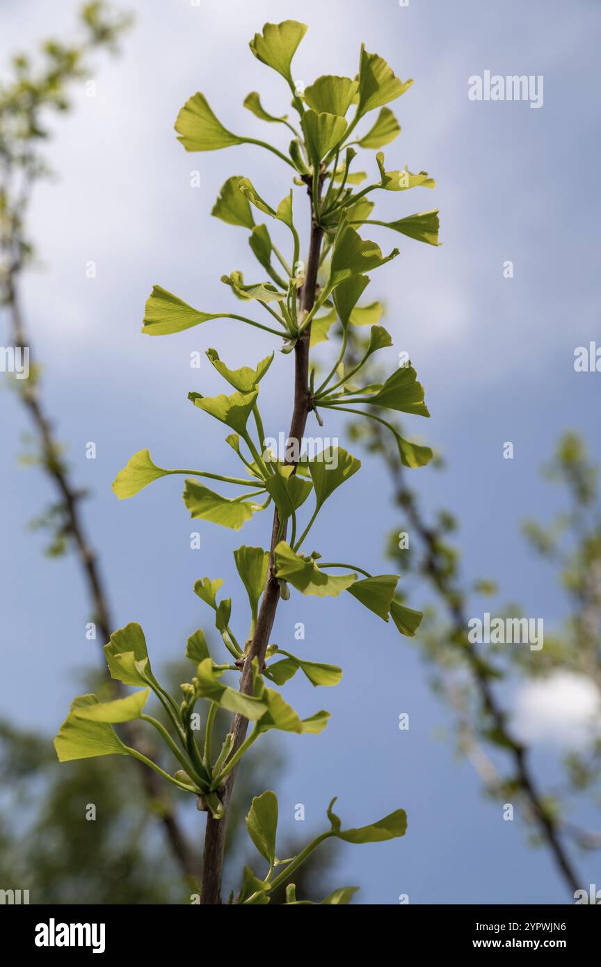 Ginkgo biloba gingko known hi-res stock photography and images - Alamy