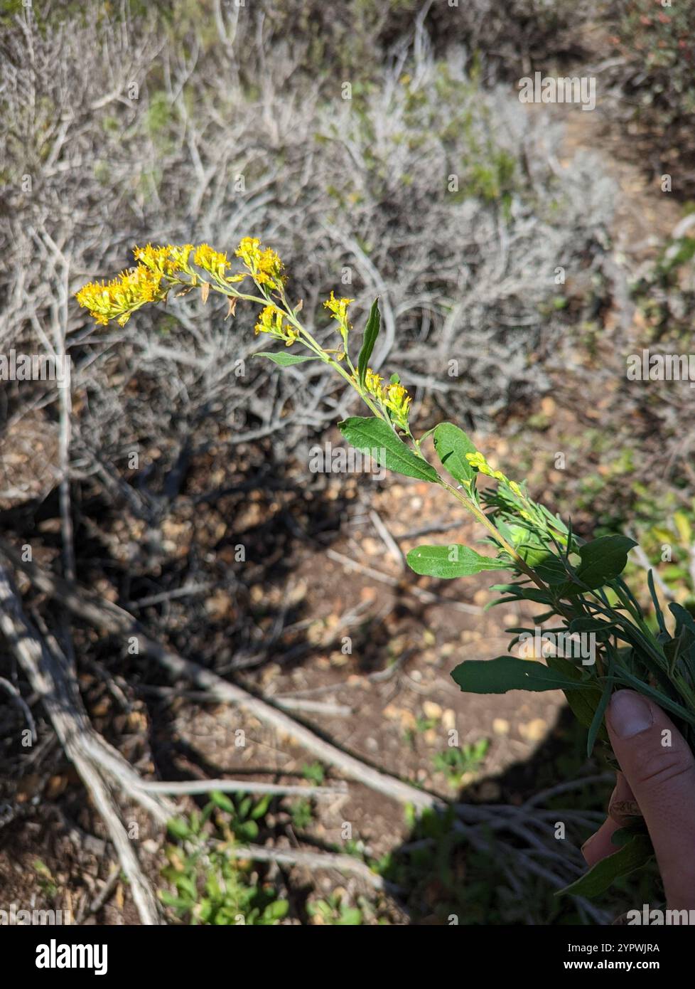 velvety goldenrod (Solidago velutina Stock Photo - Alamy