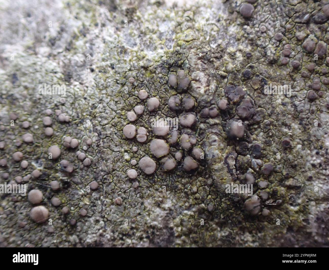 Multicolored Dot Lichen (Cliostomum griffithii Stock Photo - Alamy