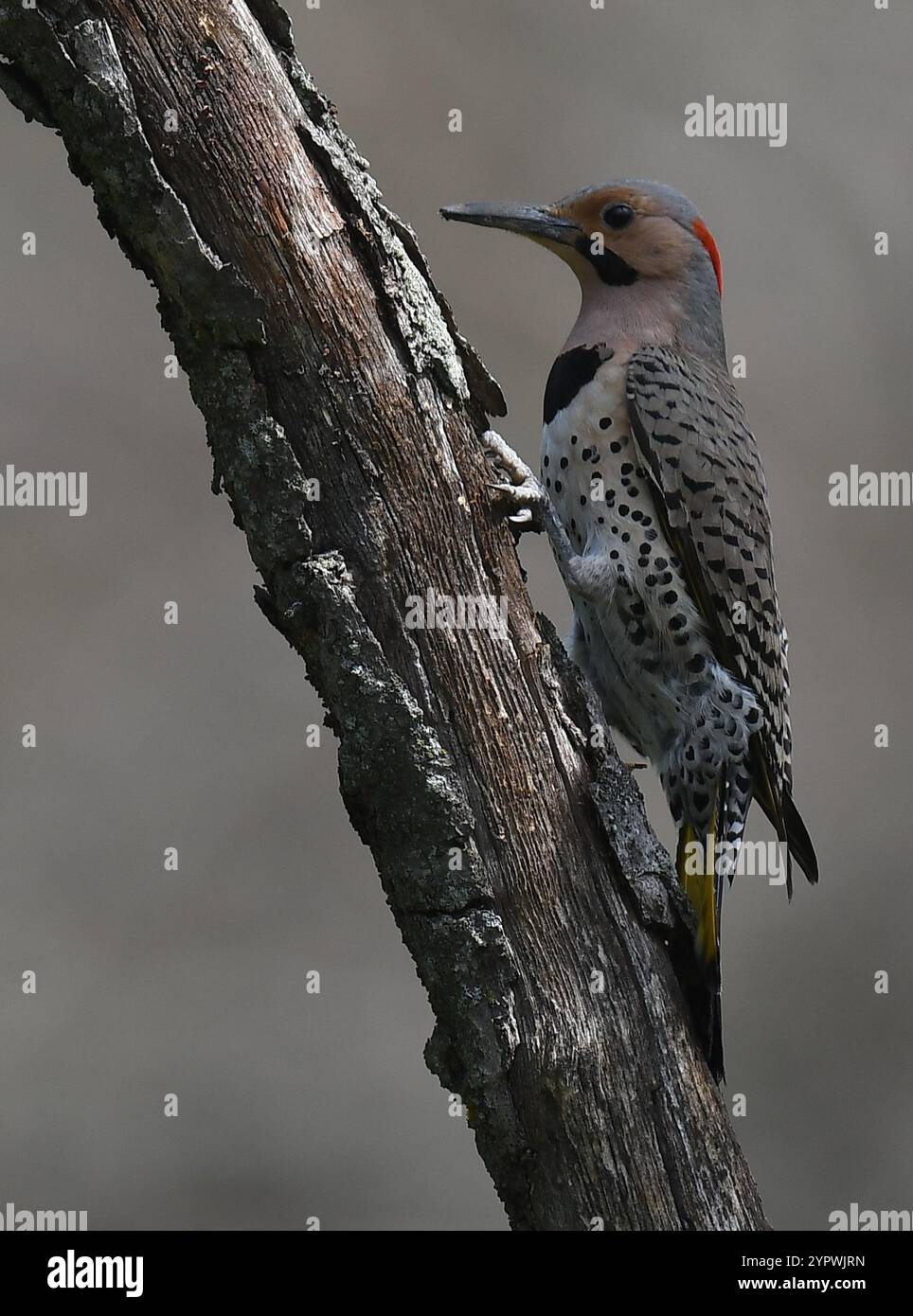 Northern Flicker (Colaptes auratus Stock Photo - Alamy
