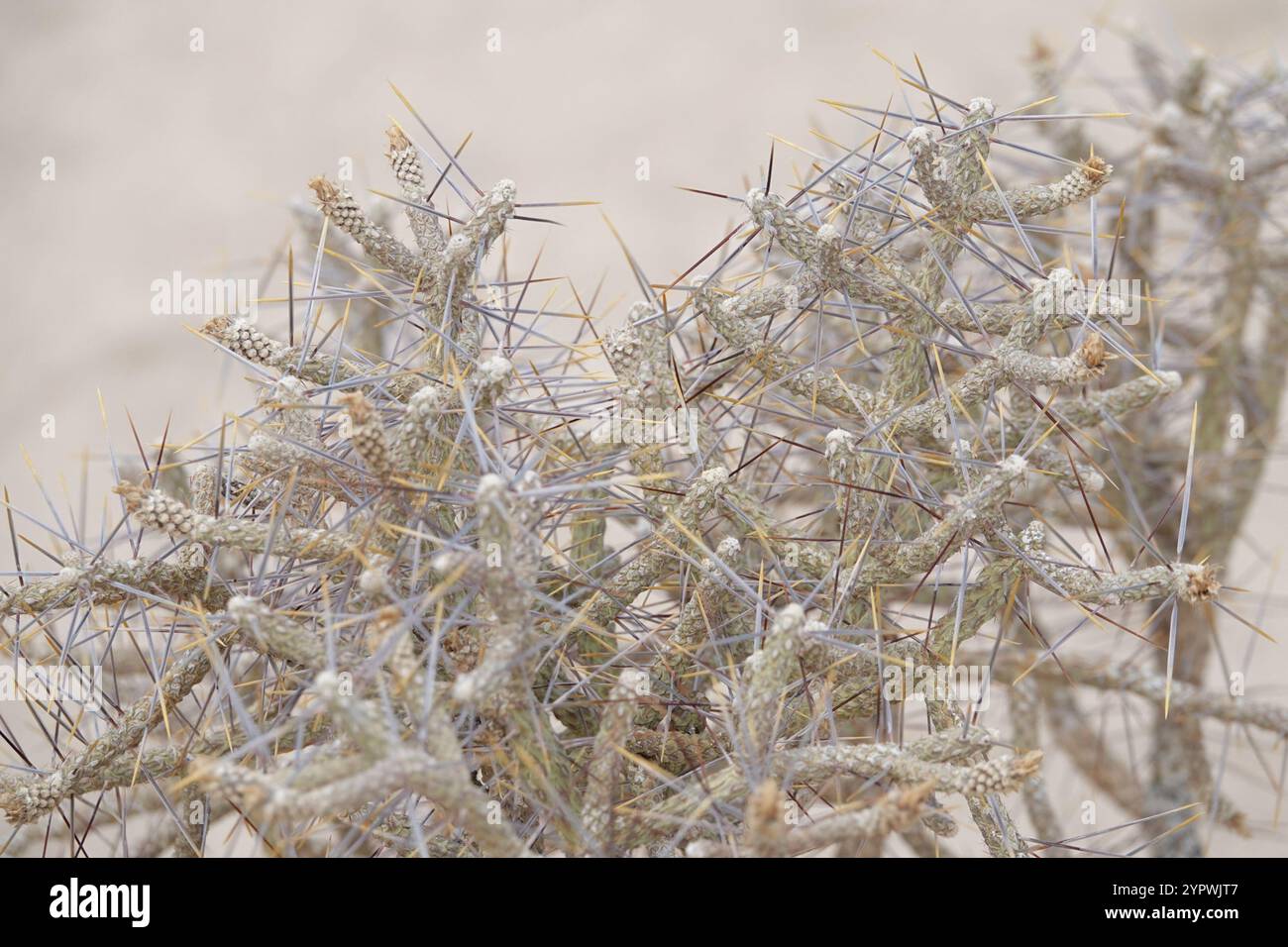 Branched Pencil Cholla (Cylindropuntia ramosissima Stock Photo - Alamy