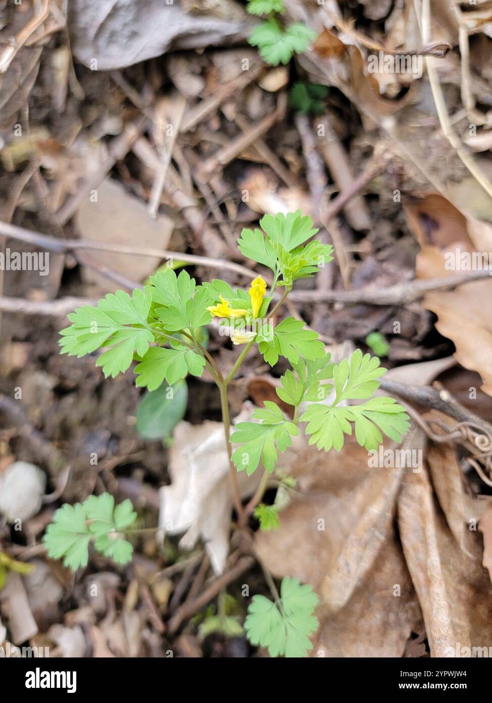 Yellow Corydalis (Corydalis flavula Stock Photo - Alamy
