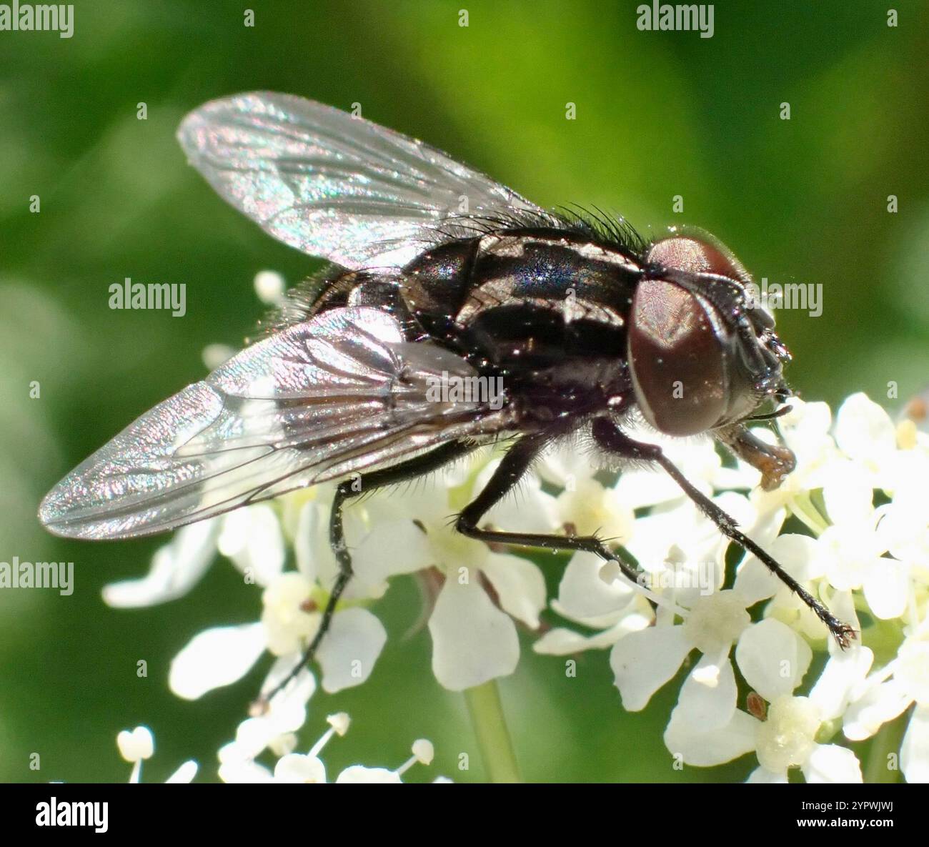 Graphomya maculata hi-res stock photography and images - Alamy