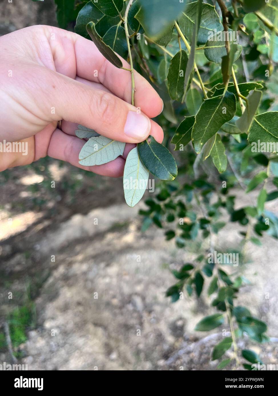 Canyon oak quercus chrysolepis hi-res stock photography and images - Alamy