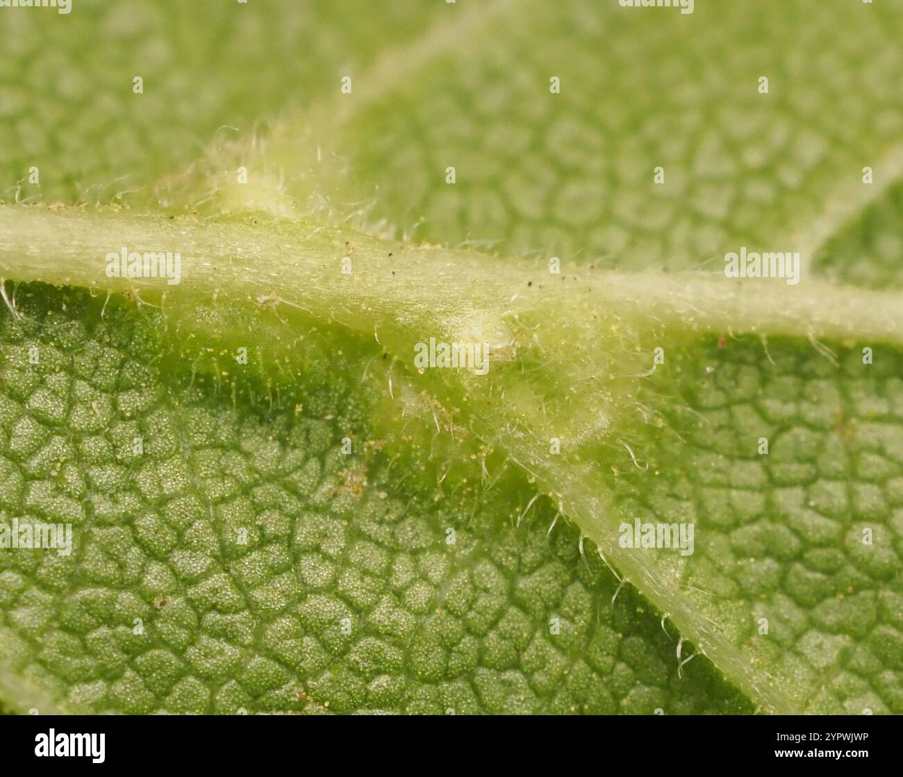Elm Finger Gall Mite (Aceria parulmi Stock Photo - Alamy