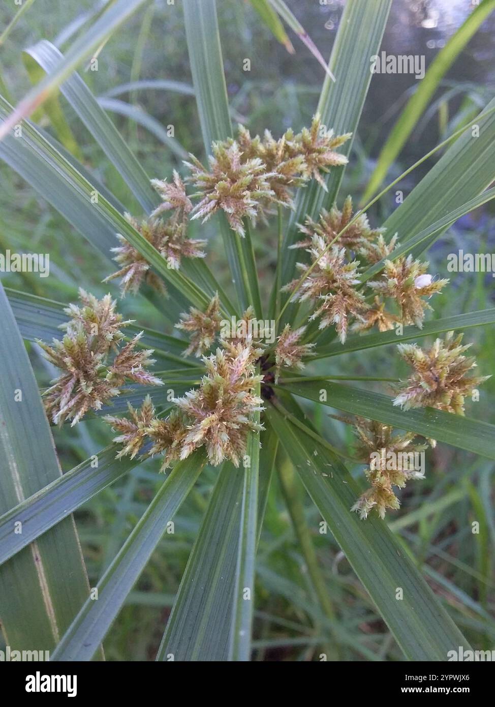 Umbrella papyrus (Cyperus alternifolius flabelliformis Stock Photo - Alamy