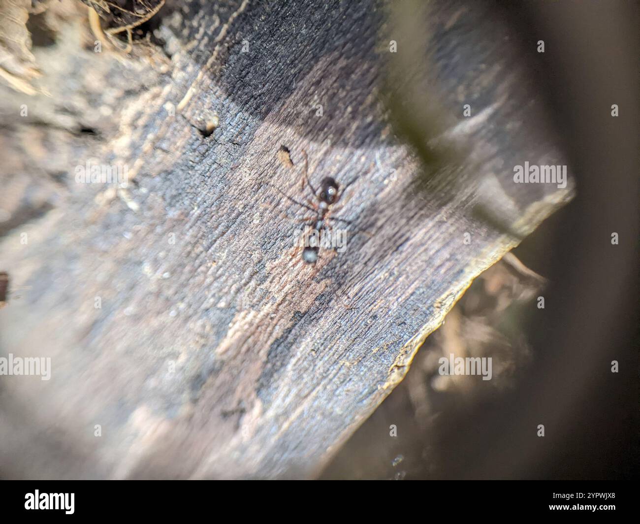 Pitch-black Collared Ant (Aphaenogaster picea Stock Photo - Alamy