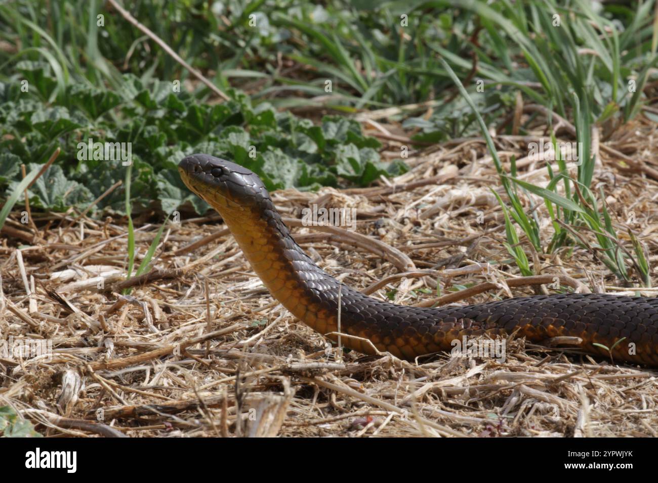 Tiger Snake (Notechis scutatus Stock Photo - Alamy