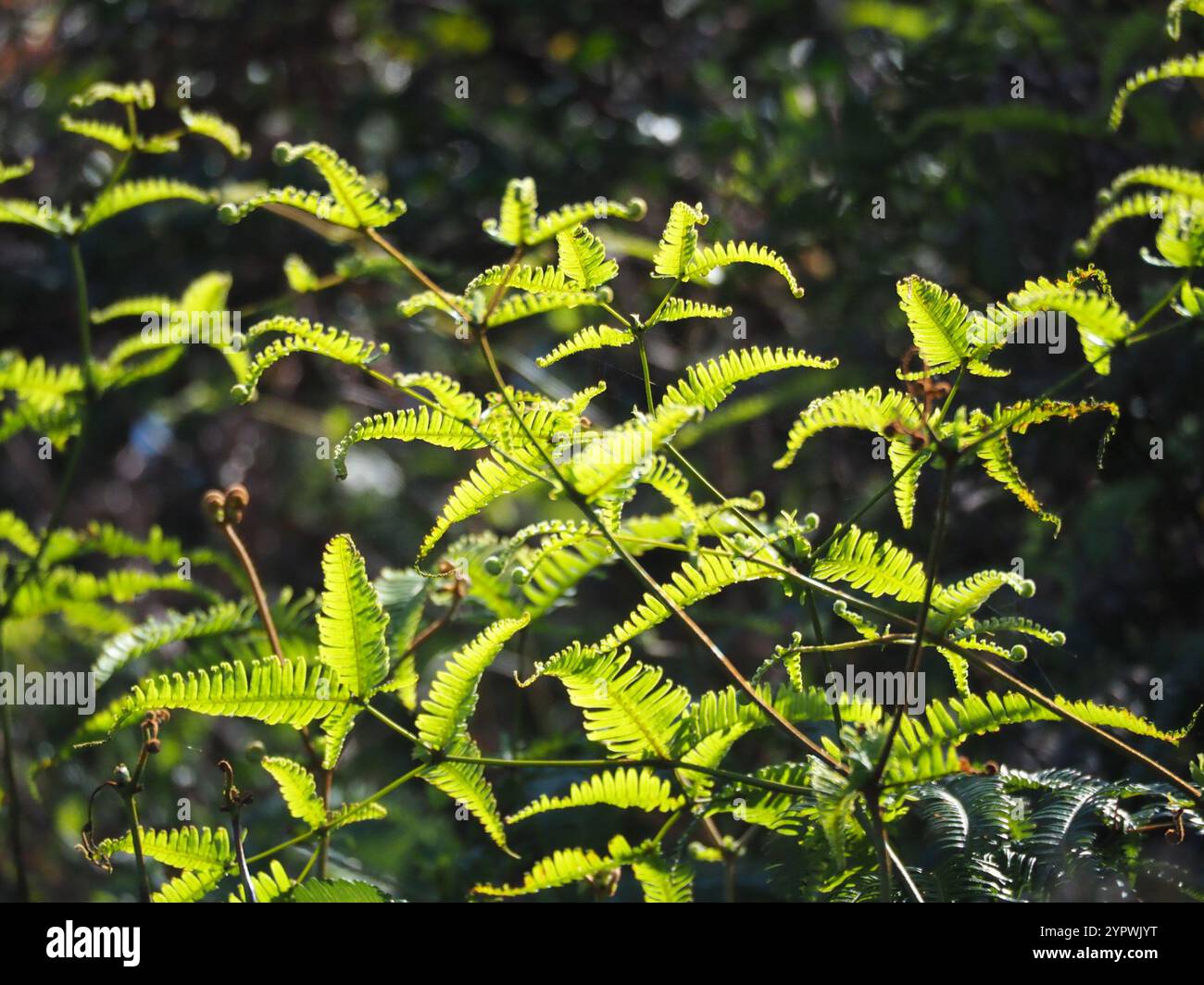 false staghorn fern (Dicranopteris linearis Stock Photo - Alamy