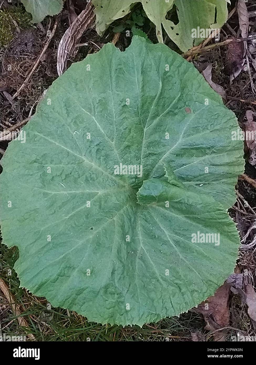 Giant Butterbur (Petasites japonicus Stock Photo - Alamy