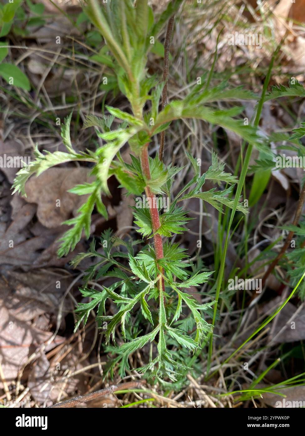 American ipecac (Gillenia stipulata Stock Photo - Alamy