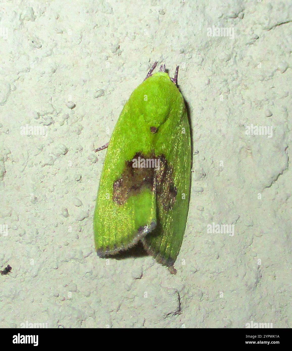Spiny bollworm hi-res stock photography and images - Alamy