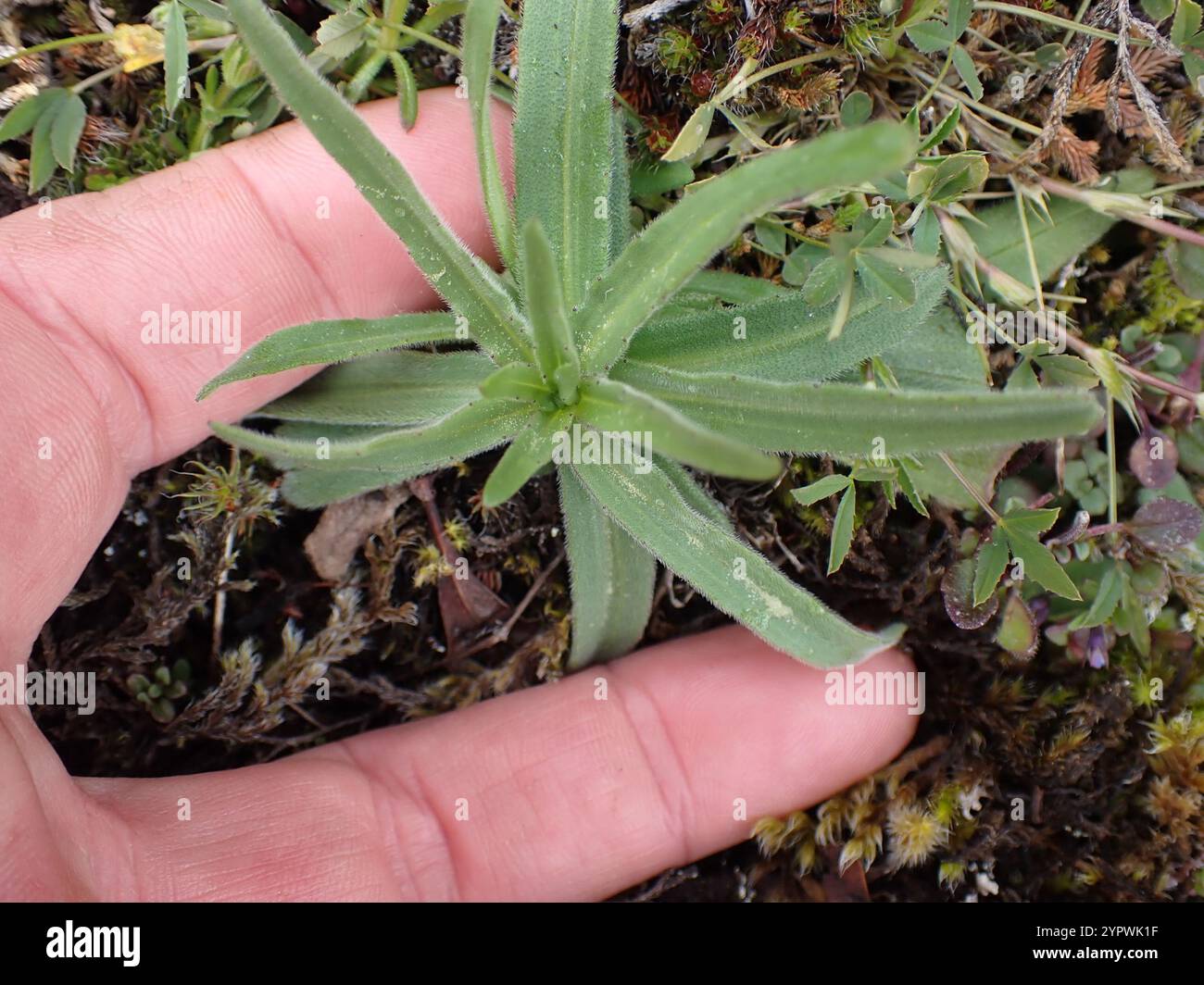 Madia sativa hi-res stock photography and images - Alamy