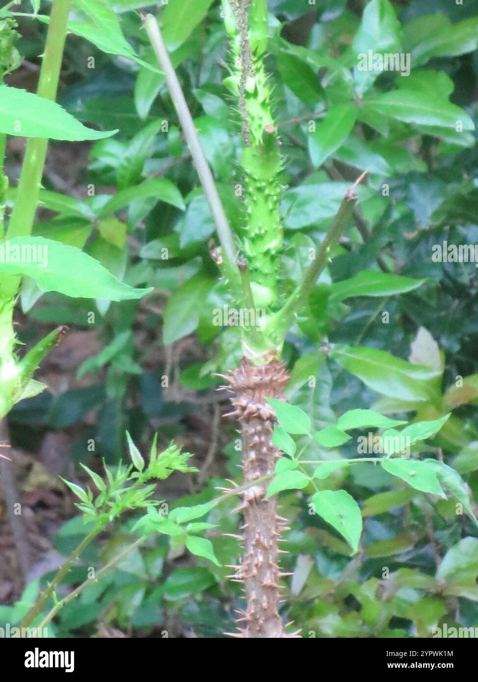 devil's walkingstick (Aralia spinosa Stock Photo - Alamy