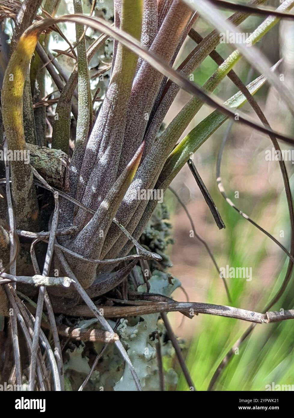 Manatee River airplant (Tillandsia simulata Stock Photo - Alamy