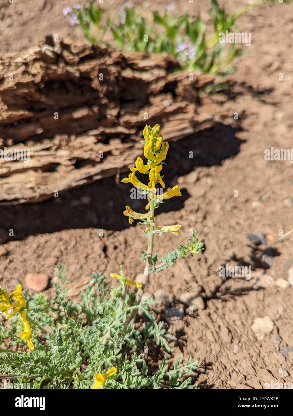 golden corydalis (Corydalis aurea Stock Photo - Alamy