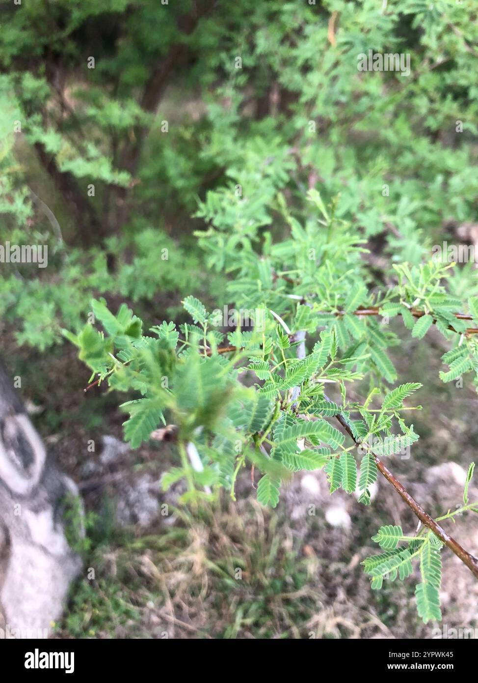 Acacias, Mimosas, mesquites, and allies (Mimosoideae Stock Photo - Alamy