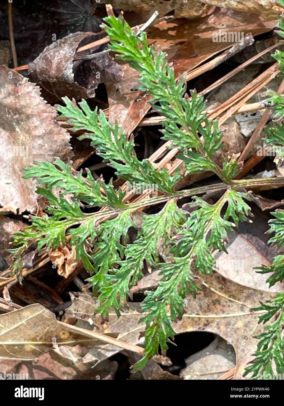 Cutleaf Grapefern (Sceptridium dissectum Stock Photo - Alamy
