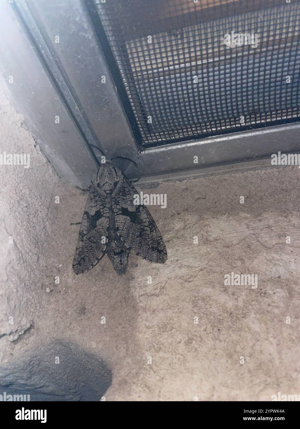 Carpenterworm moth hi-res stock photography and images - Alamy