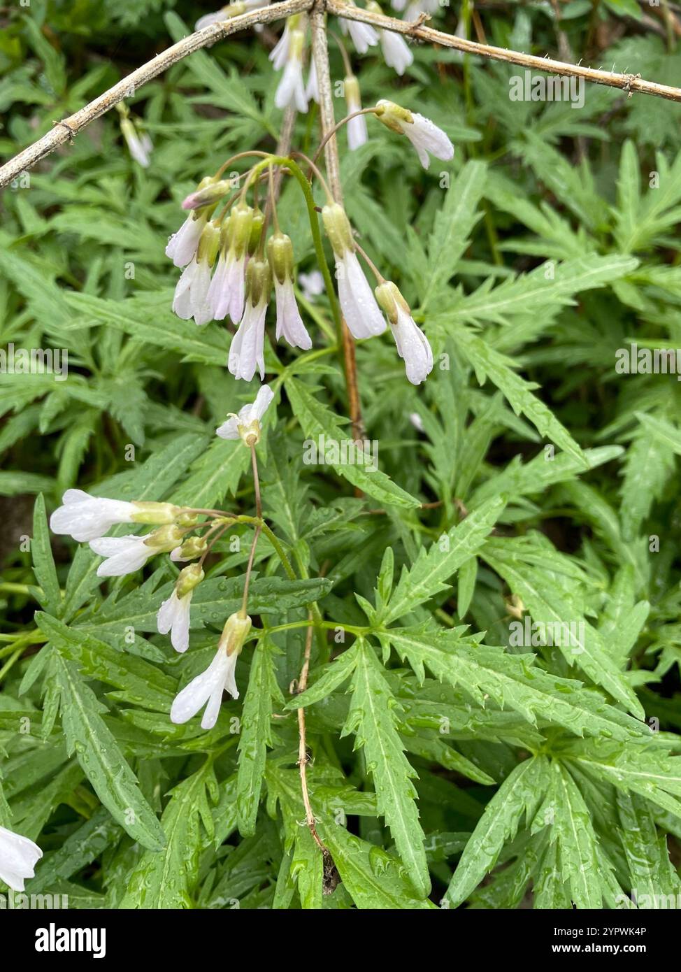 cut-leaved toothwort (Cardamine concatenata Stock Photo - Alamy