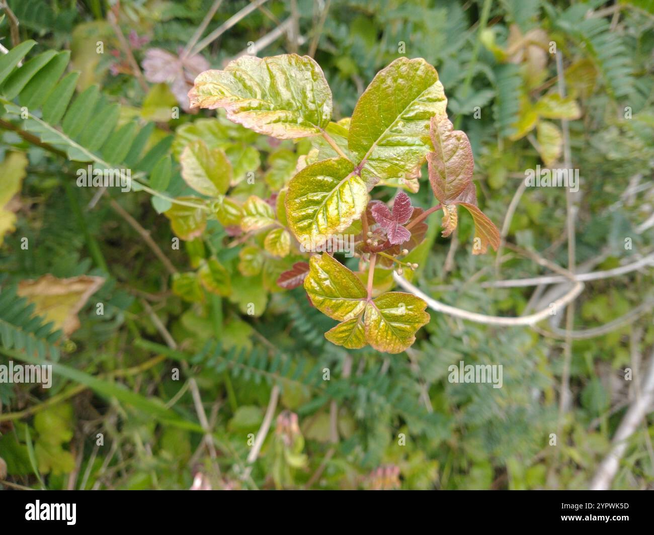 Pacific poison oak (Toxicodendron diversilobum Stock Photo - Alamy