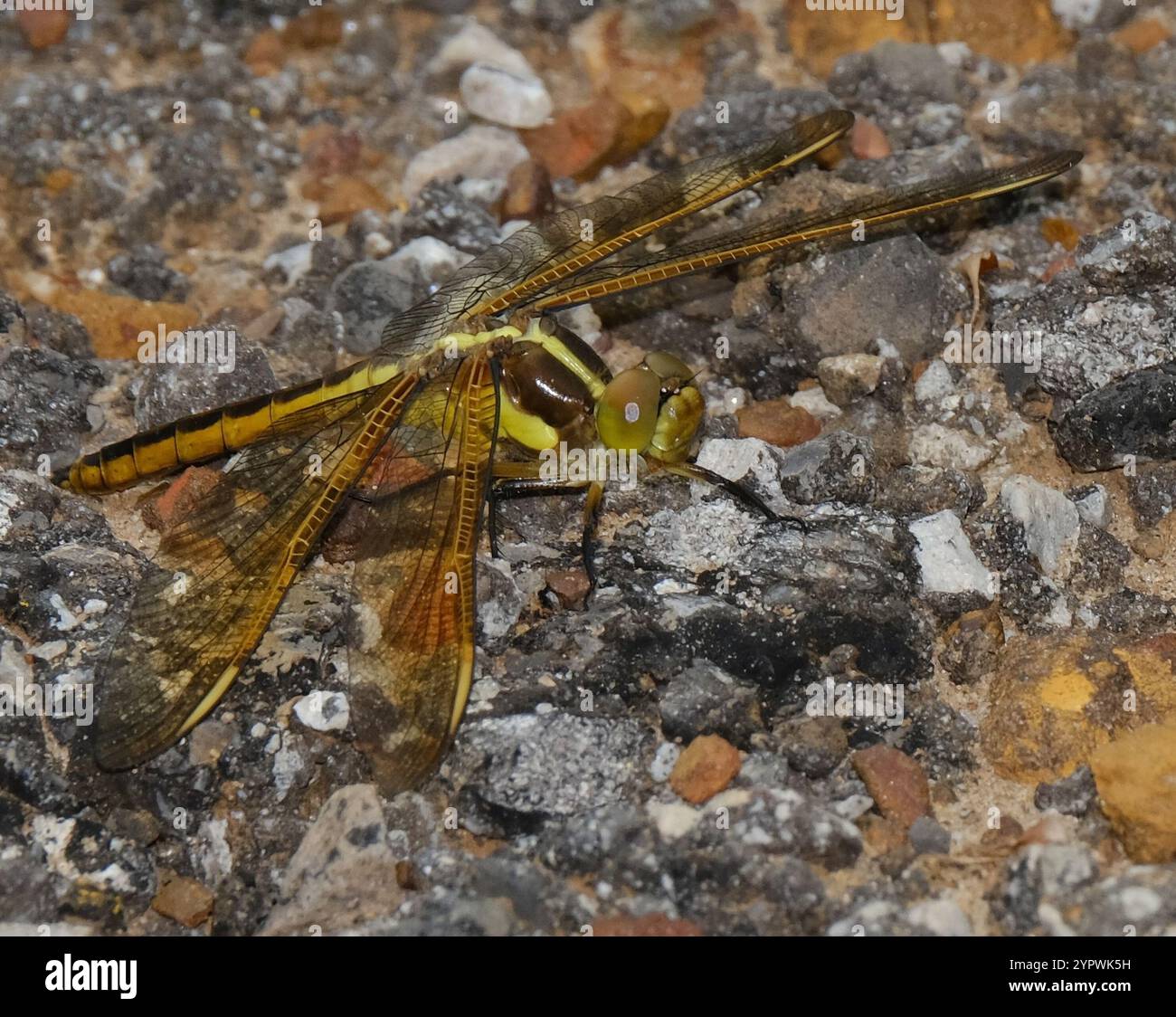 Yellow-sided Skimmer (Libellula flavida Stock Photo - Alamy