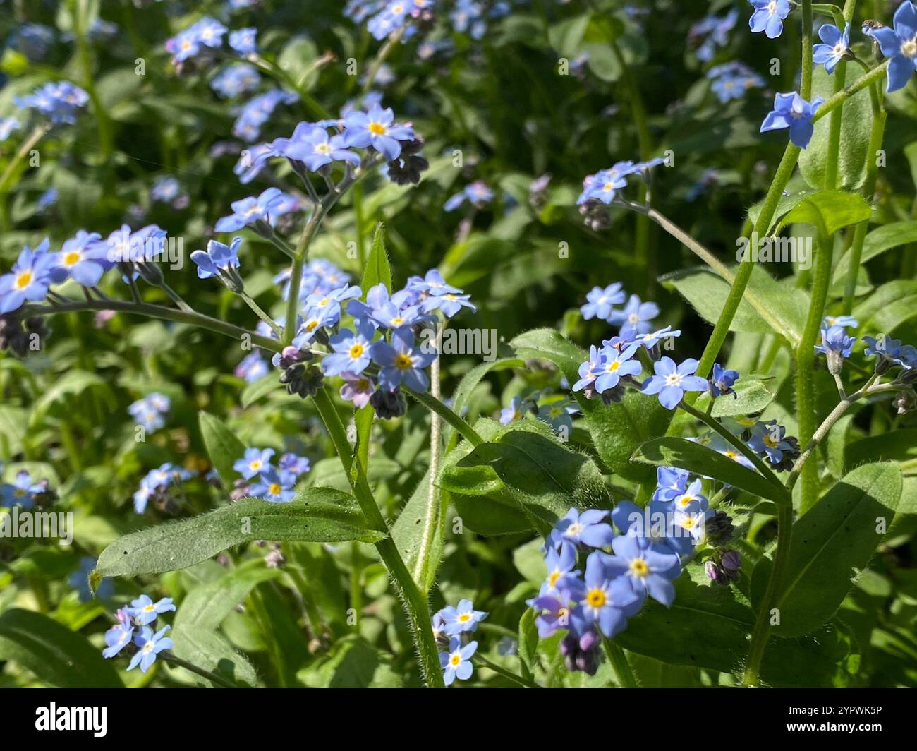 Wood Forget-me-not (Myosotis sylvatica Stock Photo - Alamy