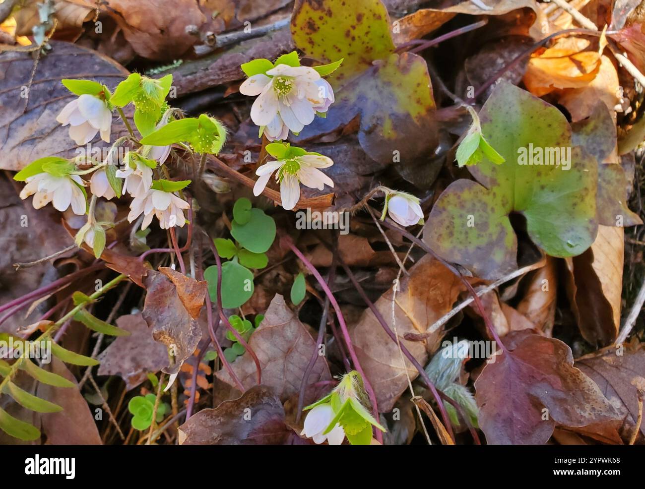 sharp-lobed hepatica (Hepatica acutiloba Stock Photo - Alamy