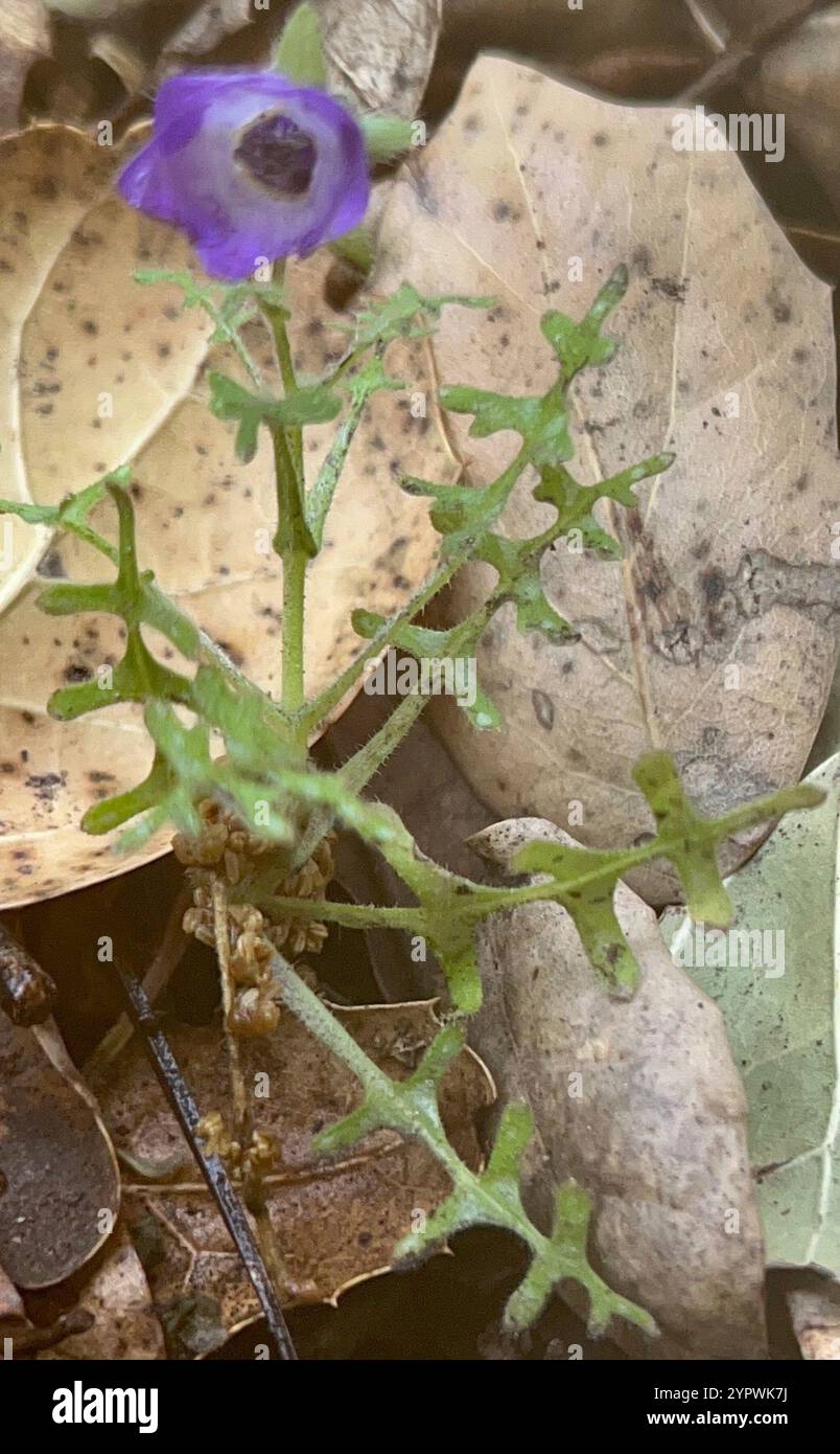 Fiesta Flower (Pholistoma auritum Stock Photo - Alamy