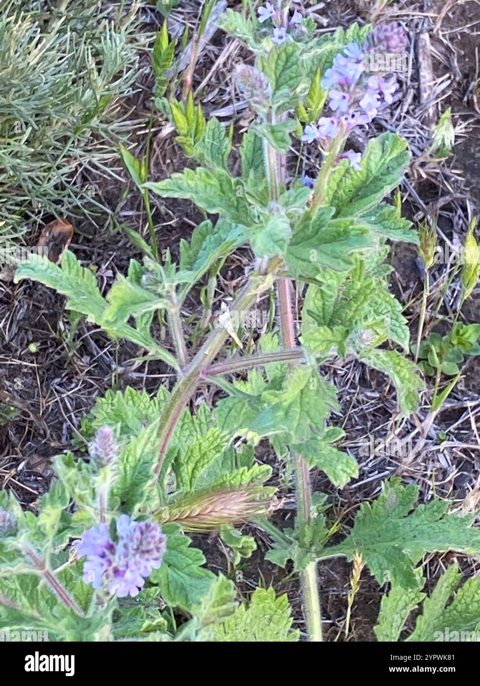 Western vervain verbena lasiostachys hi-res stock photography and ...