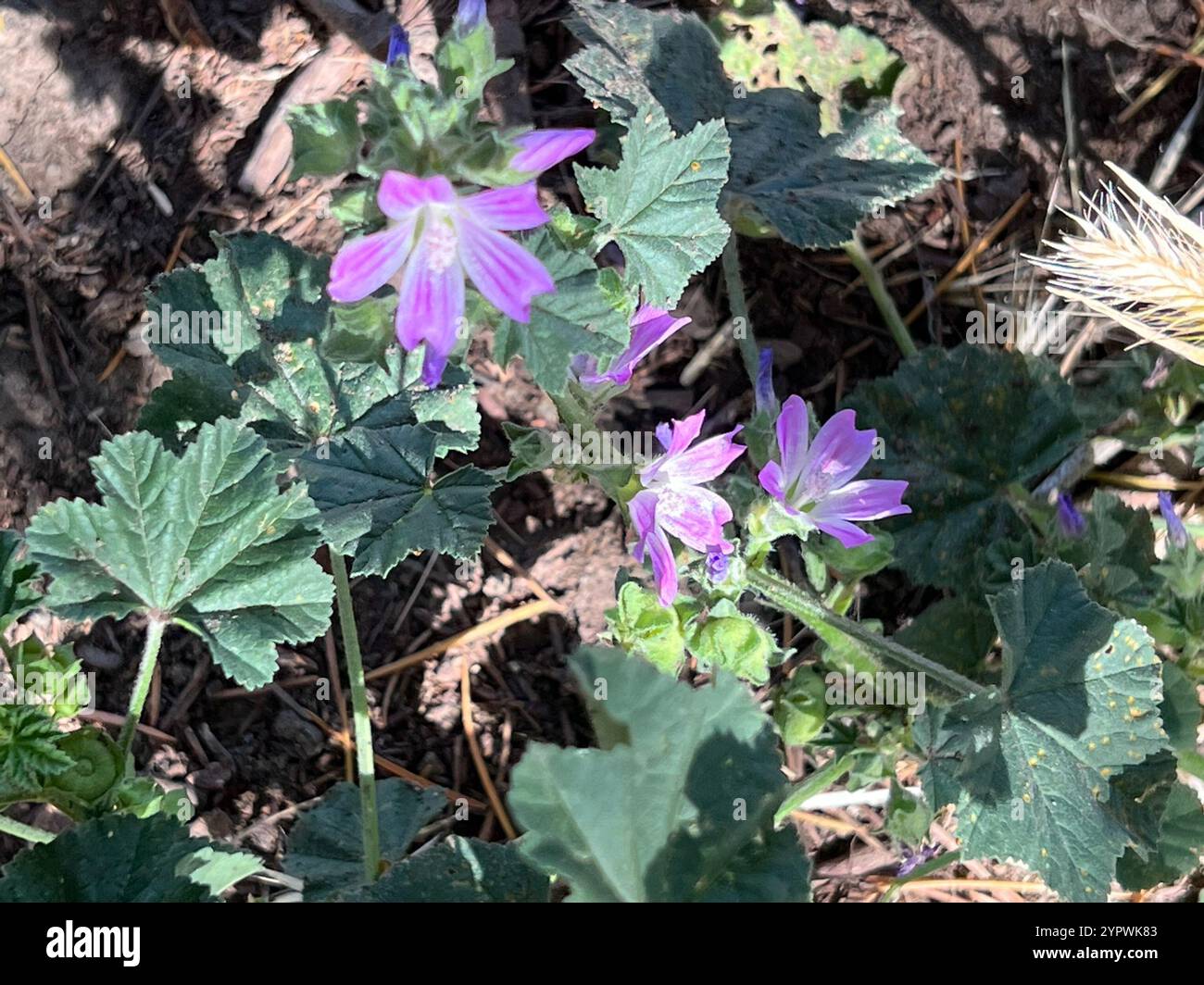 Cretan mallow (Malva multiflora Stock Photo - Alamy