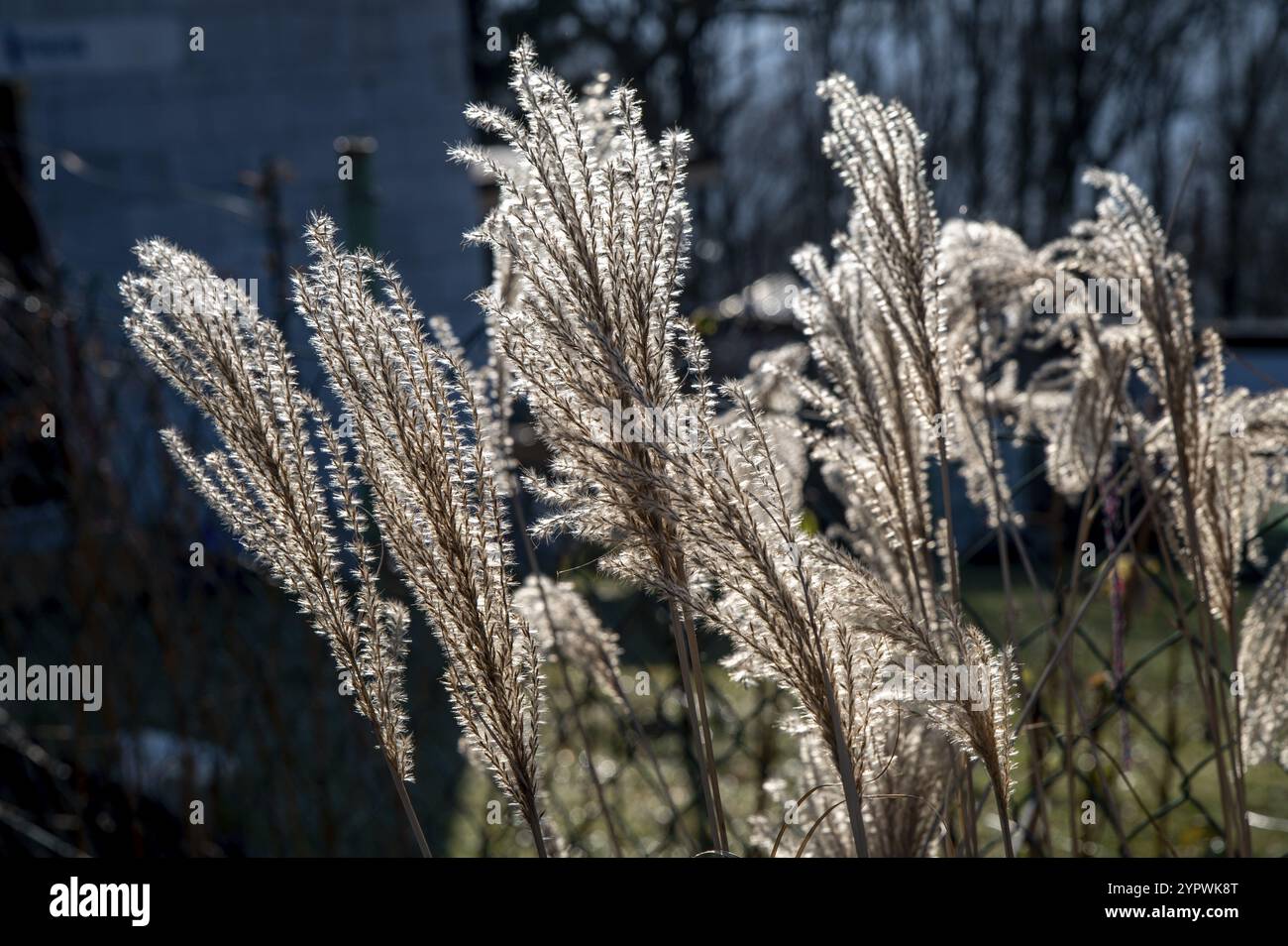 Miscanthus sinensis, the eulalia or Chinese silver grass in winter ...