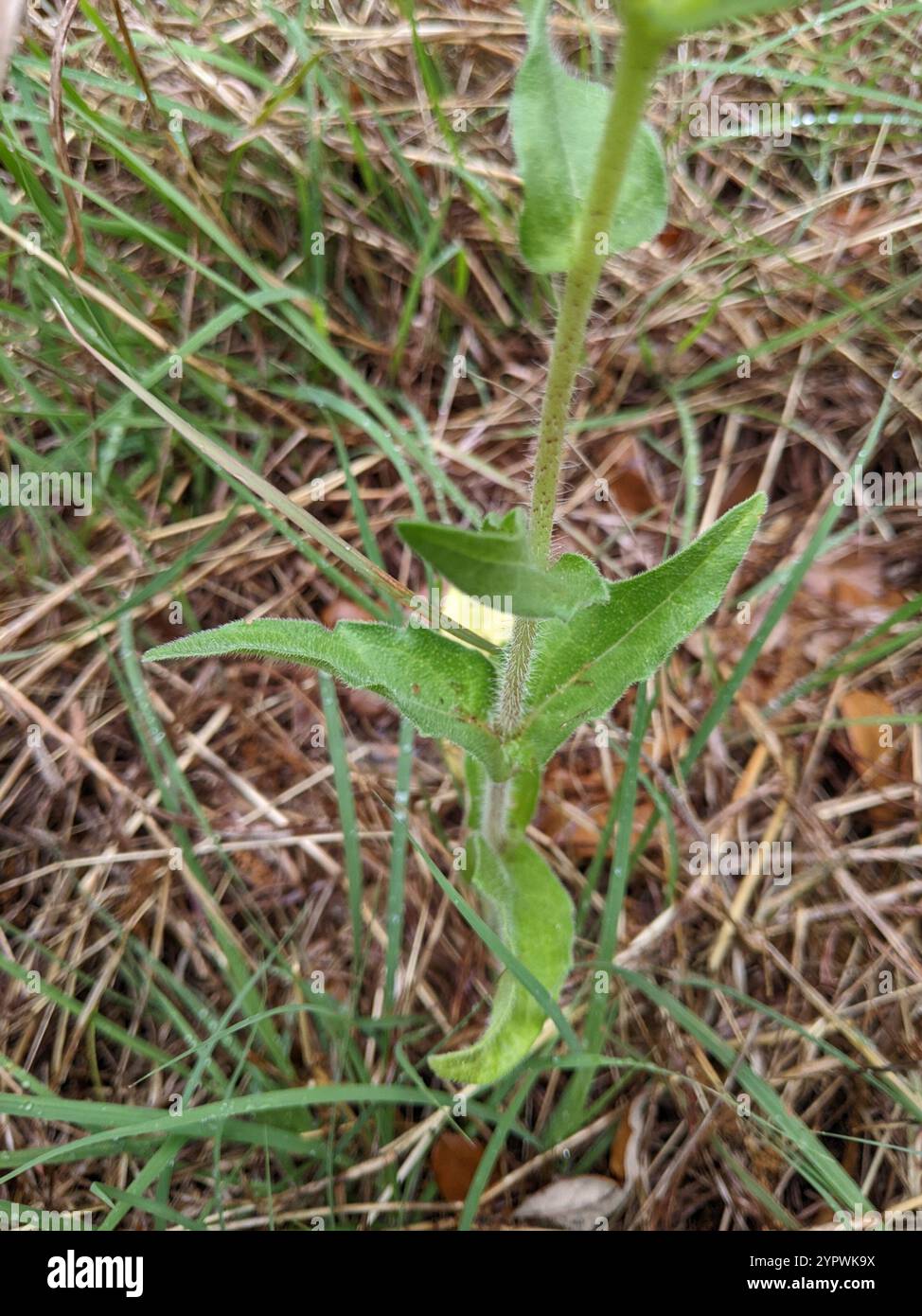 Texas yellow star (Lindheimera texana Stock Photo - Alamy