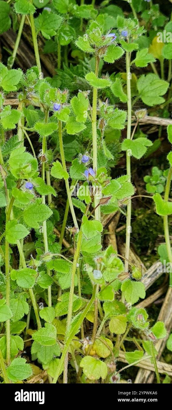 Ivy-leaved Speedwell (Veronica hederifolia Stock Photo - Alamy