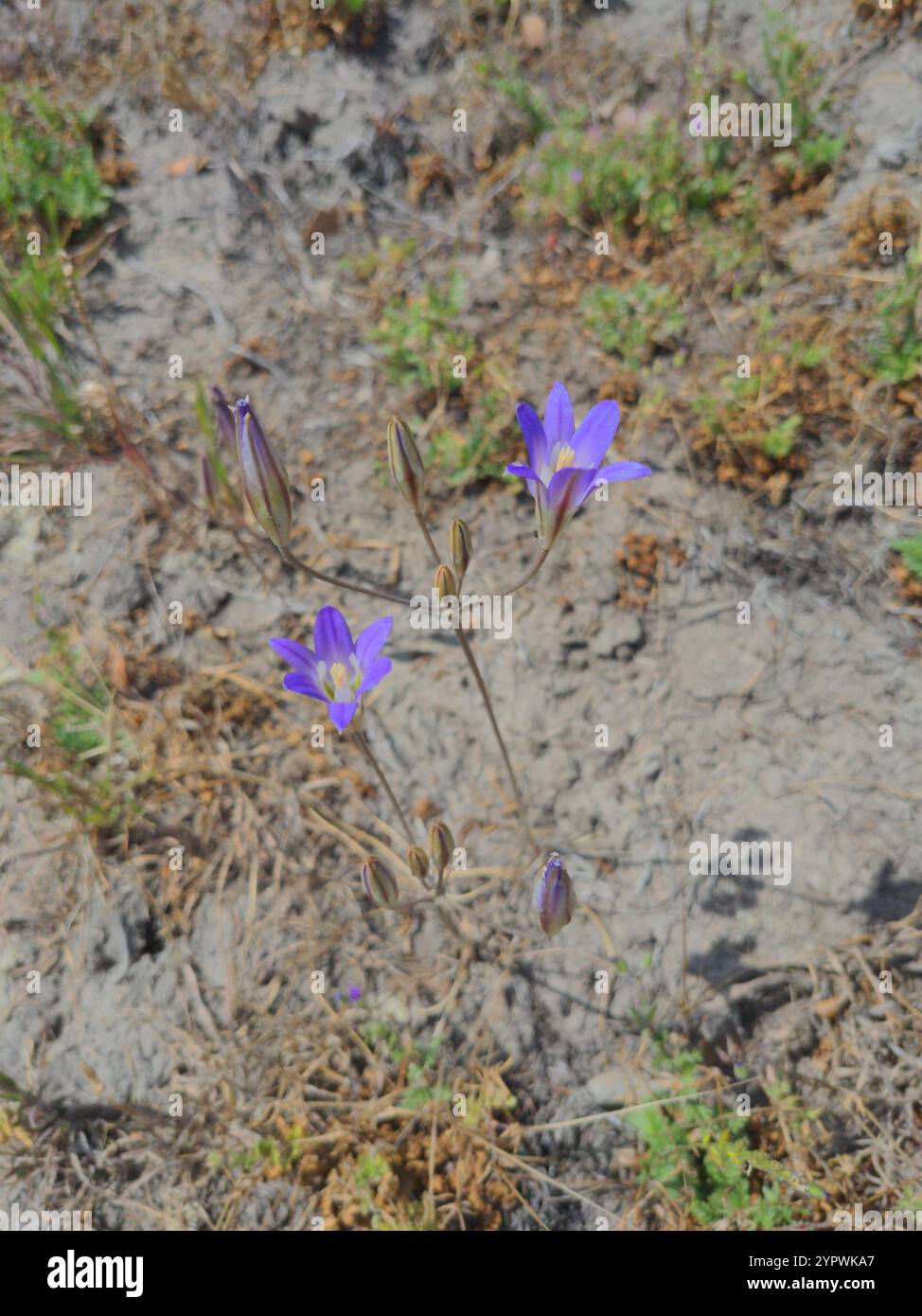 Brodiaea subfamily (Brodiaeoideae Stock Photo - Alamy