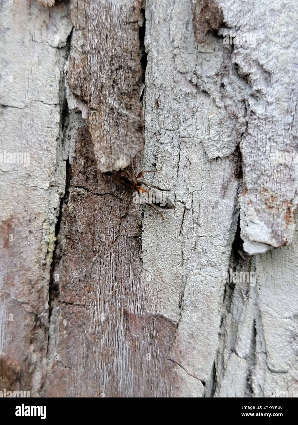 Graceful Twig Ant (Pseudomyrmex gracilis Stock Photo - Alamy