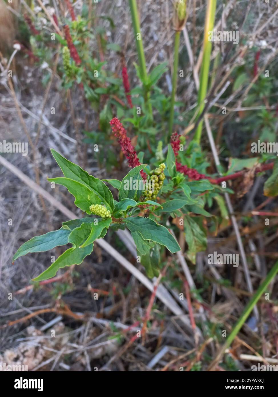 Inkweed hi-res stock photography and images - Alamy