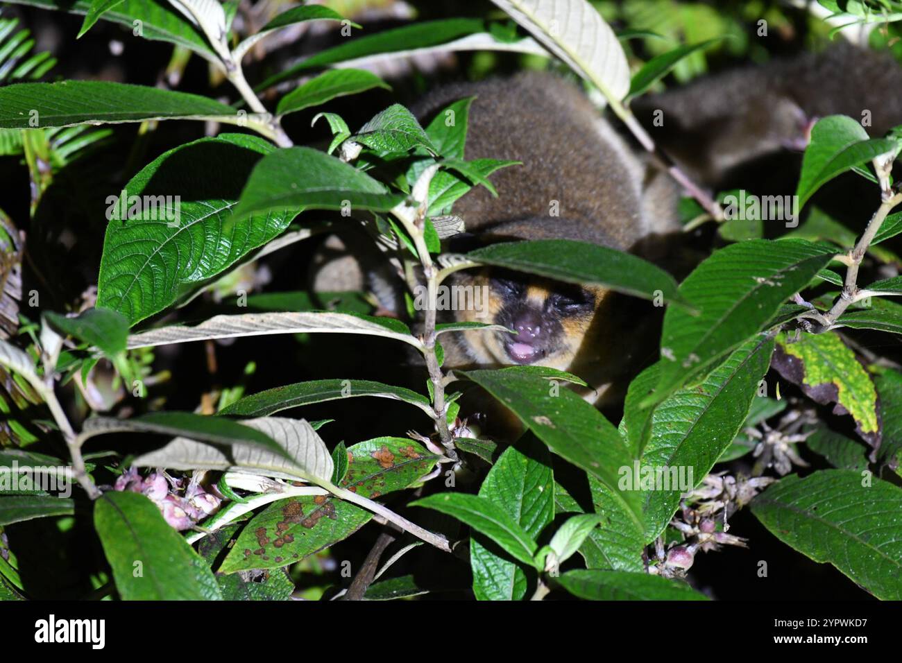 Dwarf Lemurs (Cheirogaleus Stock Photo - Alamy