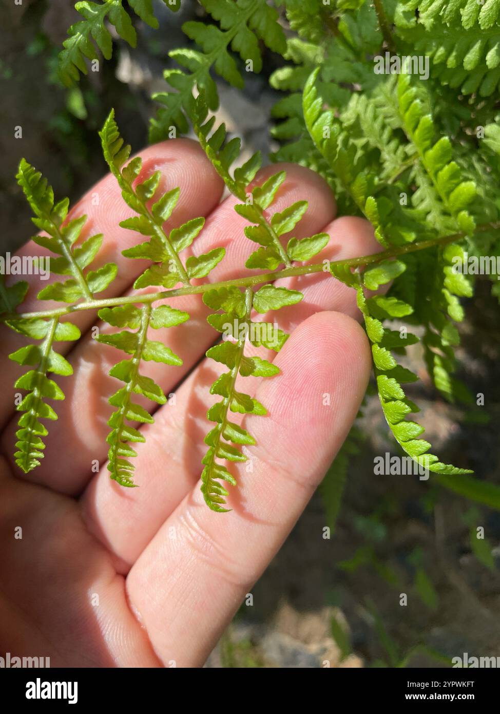 southern lady fern (Athyrium asplenioides Stock Photo - Alamy