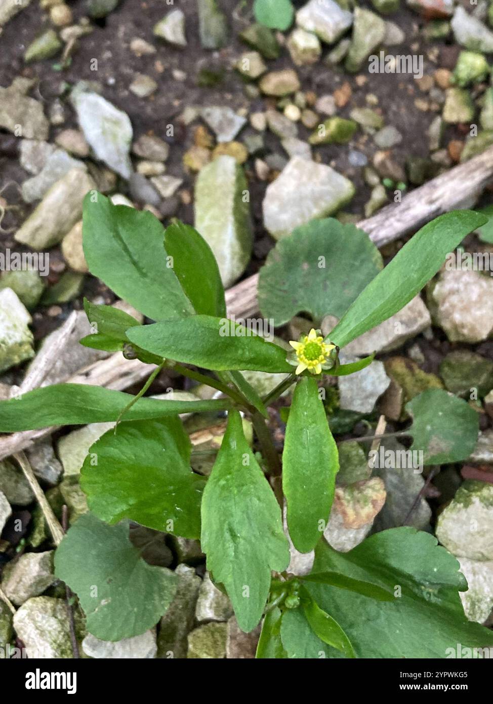 small-flowered buttercup (Ranunculus abortivus Stock Photo - Alamy