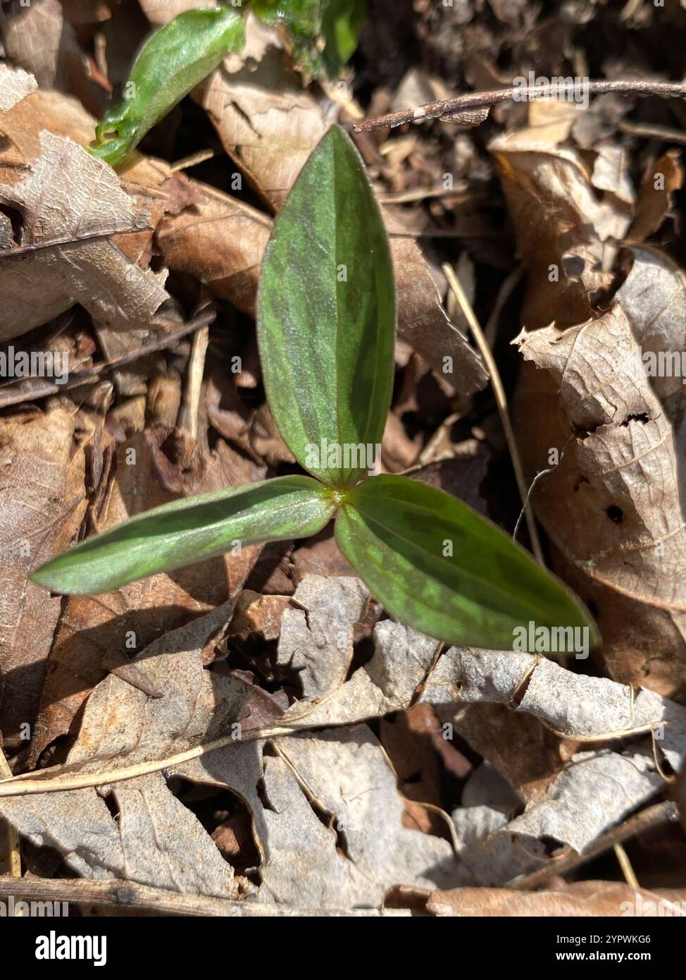 prairie trillium (Trillium recurvatum Stock Photo - Alamy