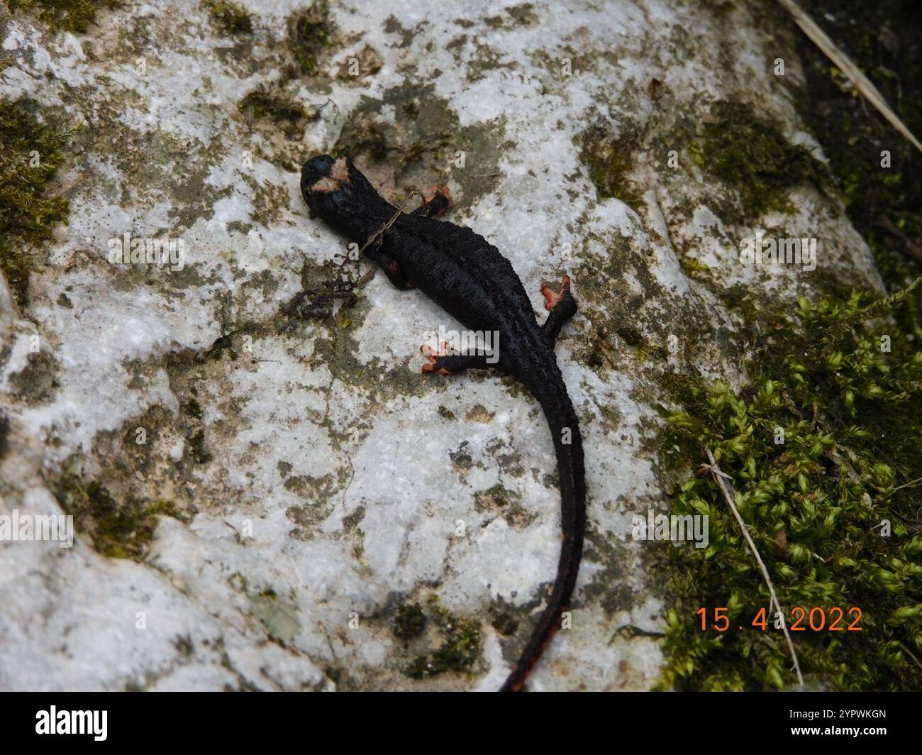 Salamandrina hi-res stock photography and images - Alamy