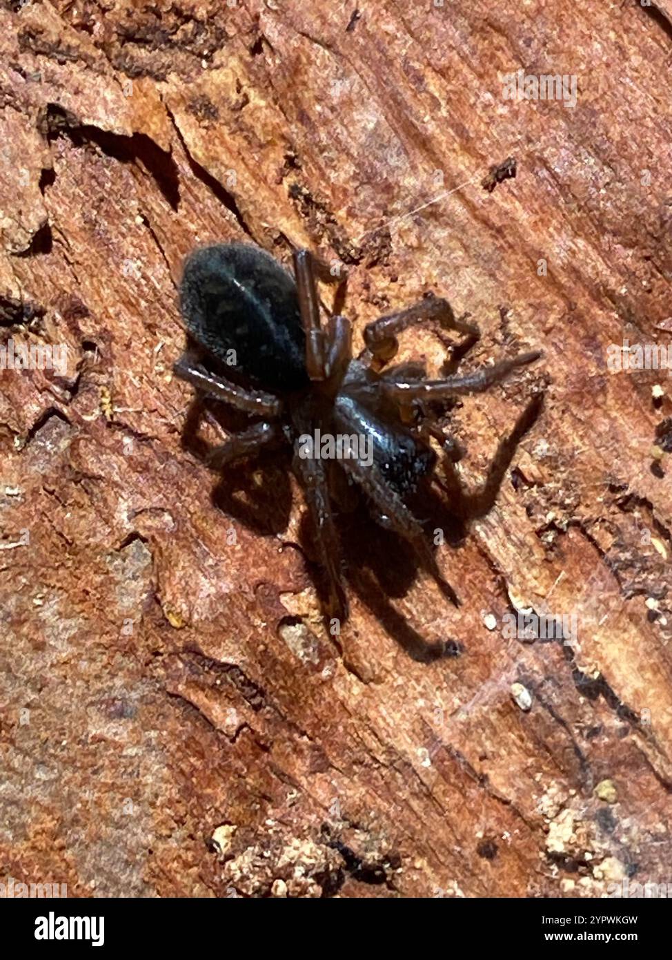 Black Laceweaver (Amaurobius ferox Stock Photo - Alamy