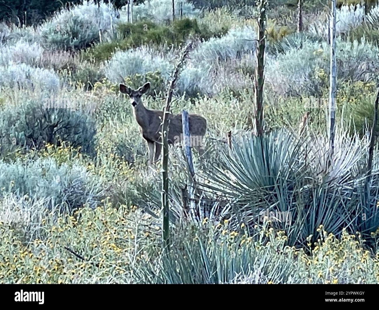 California Mule Deer (Odocoileus hemionus californicus Stock Photo - Alamy