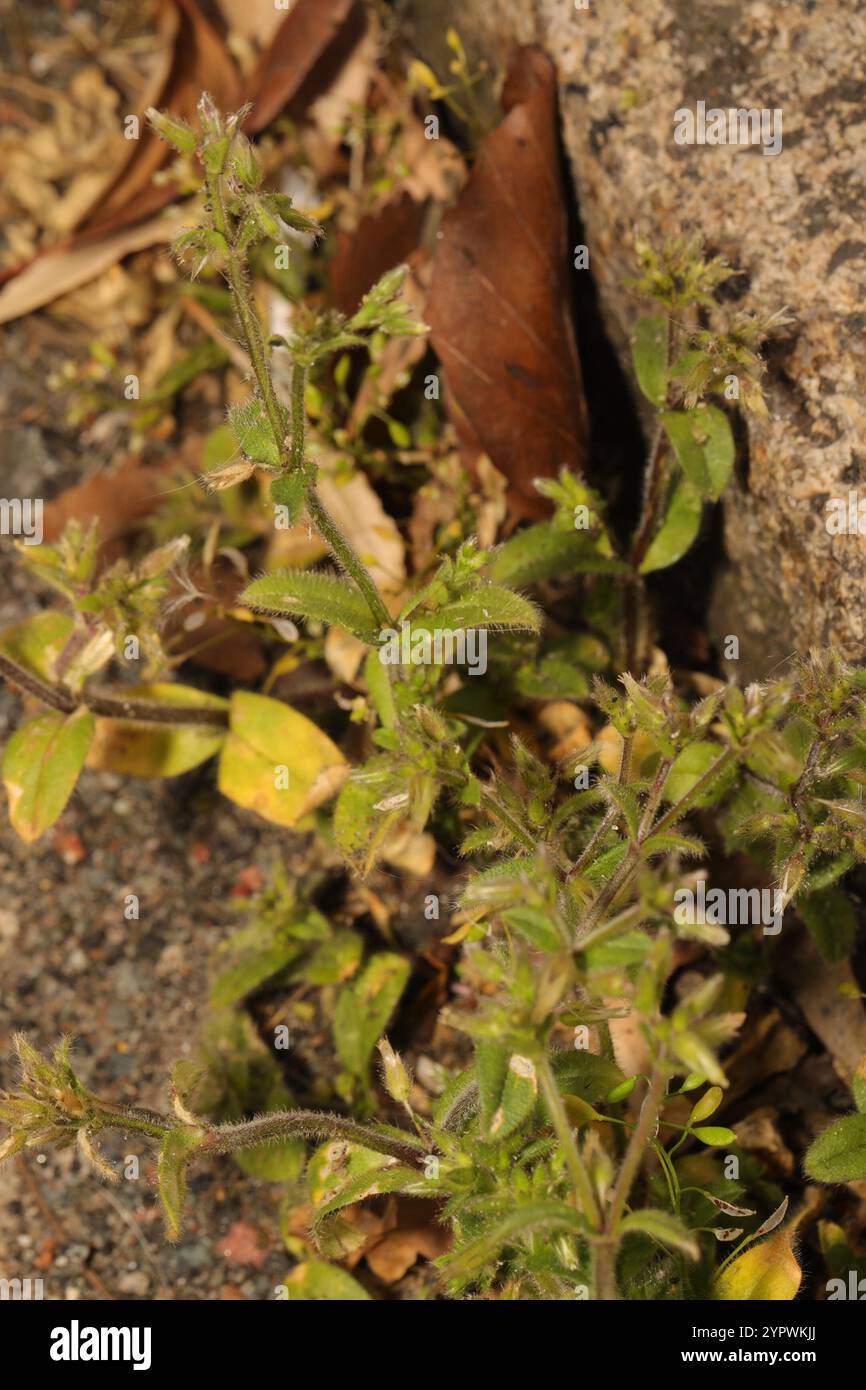 Sticky mouse-ear chickweed (Cerastium glomeratum Stock Photo - Alamy