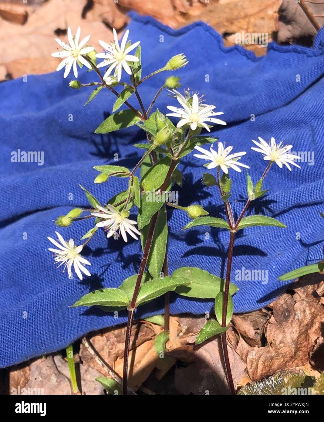 star chickweed (Stellaria pubera Stock Photo - Alamy