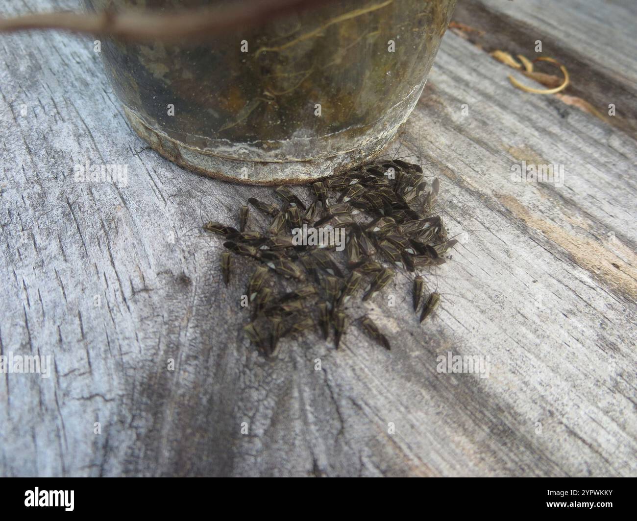 Tree Cattle (Cerastipsocus venosus Stock Photo - Alamy